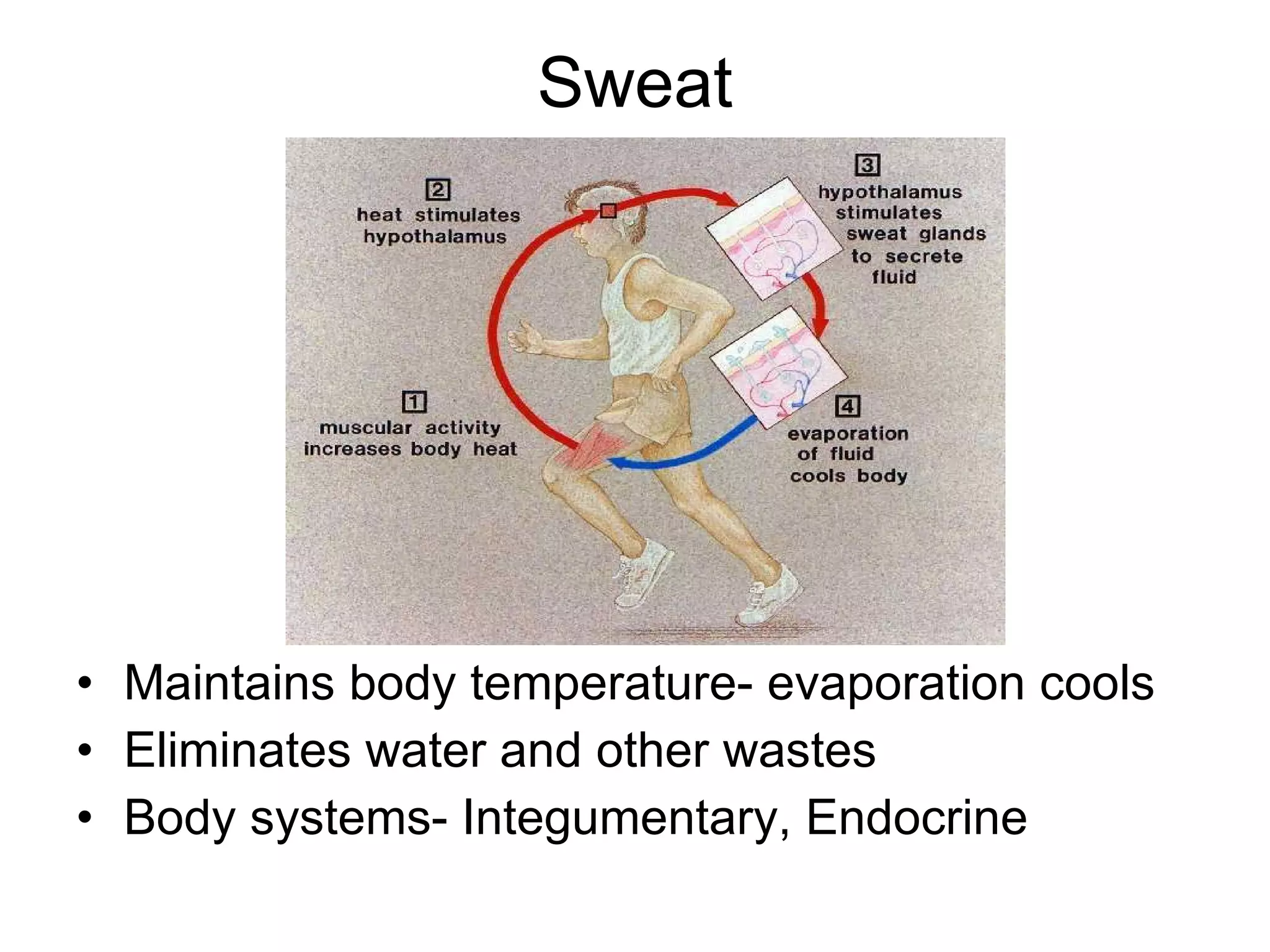Maintaining homeostasis through_waste_removal | PPT