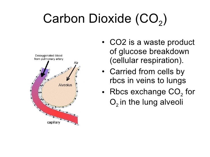 Carbon Dioxide Homeostasis – Respiratory Homeostasis – NHKKY