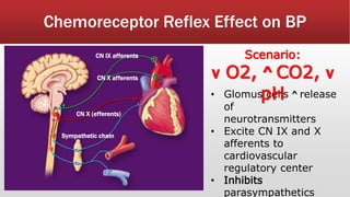 Maintaining homeostatic mean arterial blood pressure | PPTX | Heart and ...