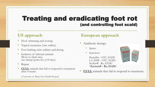 MaintainingHoofHealth | PPTX