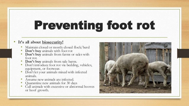 MaintainingHoofHealth