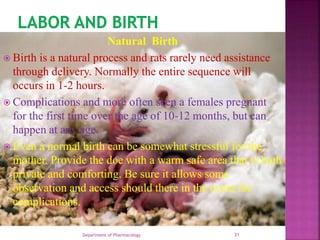 Maintenance and breeding of laboratory animals | PPTX