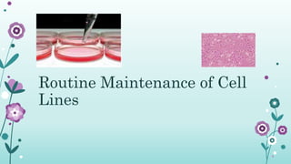 Maintenance of cell lines | PPTX