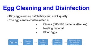 Maintenance of hatching egg quality | PPSX