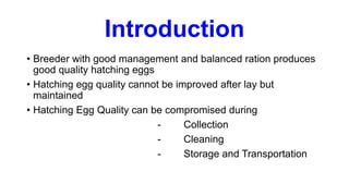 Maintenance of hatching egg quality | PPSX