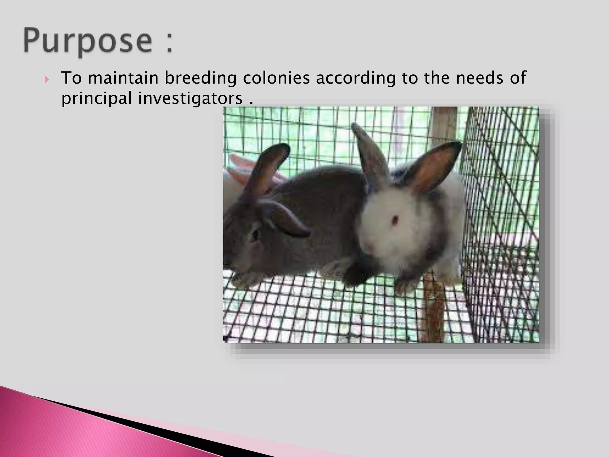Maintence and breeding of laboratory animals | PPTX