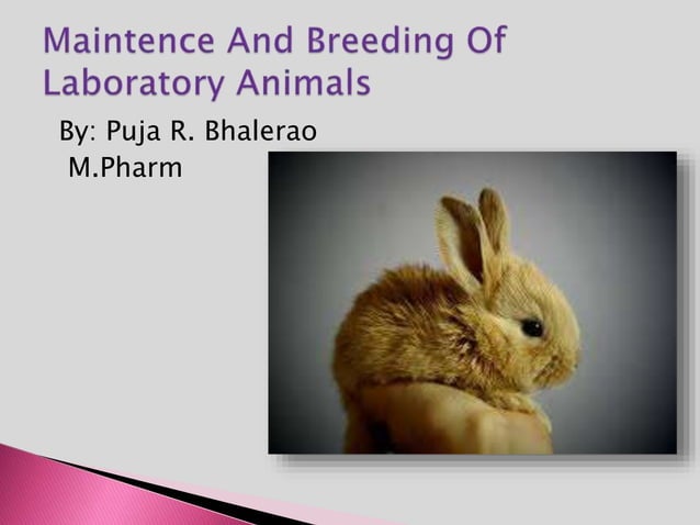 Maintence and breeding of laboratory animals | PPTX