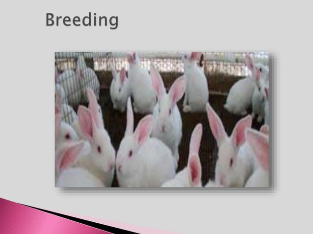 Maintence and breeding of laboratory animals | PPTX