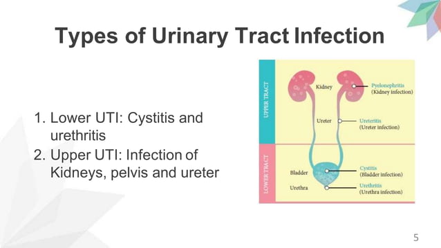 Urinry Tract Infection Uti In Pregnancy Pptx