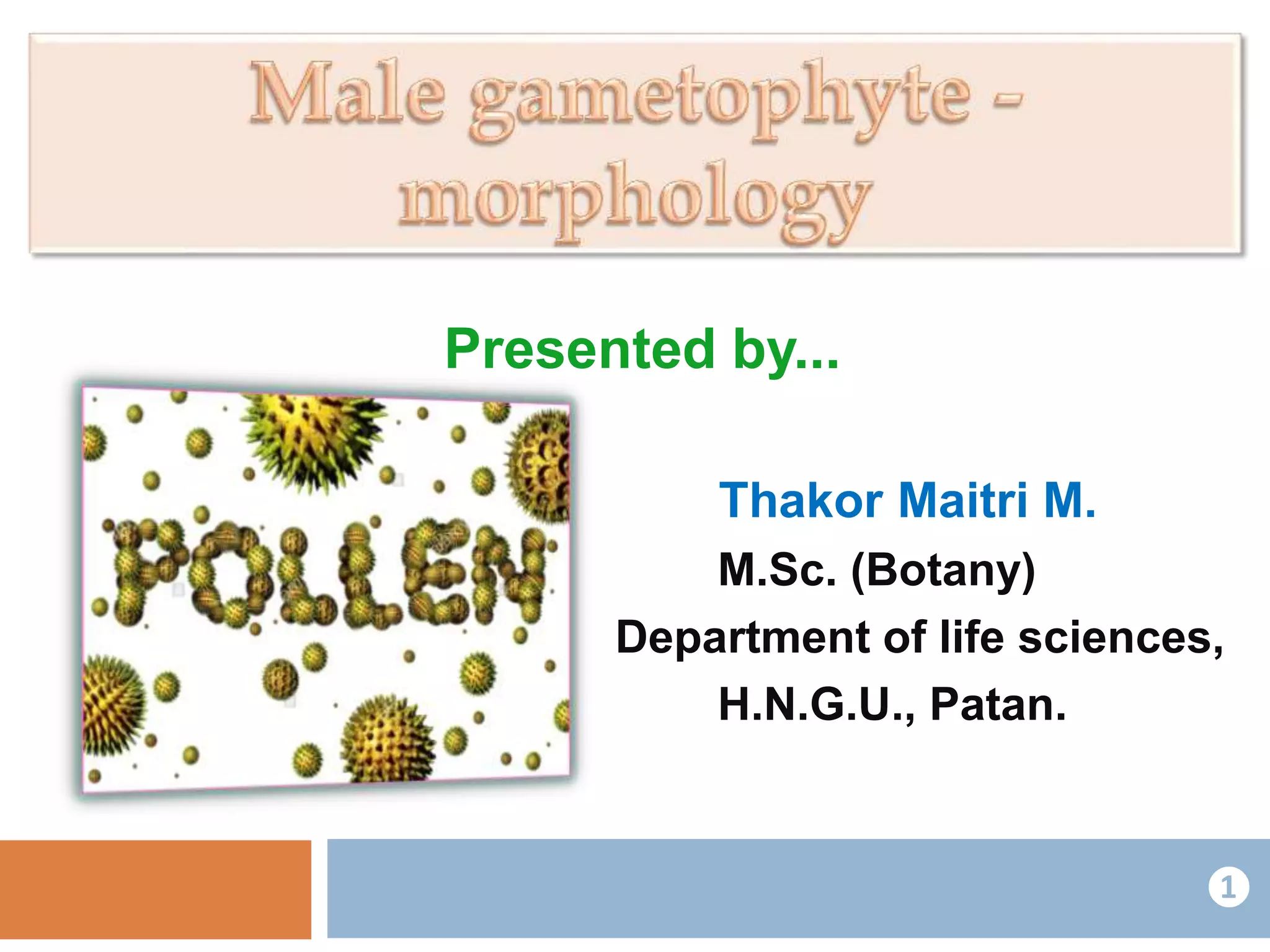 Male gametophyte morphology | PPTX