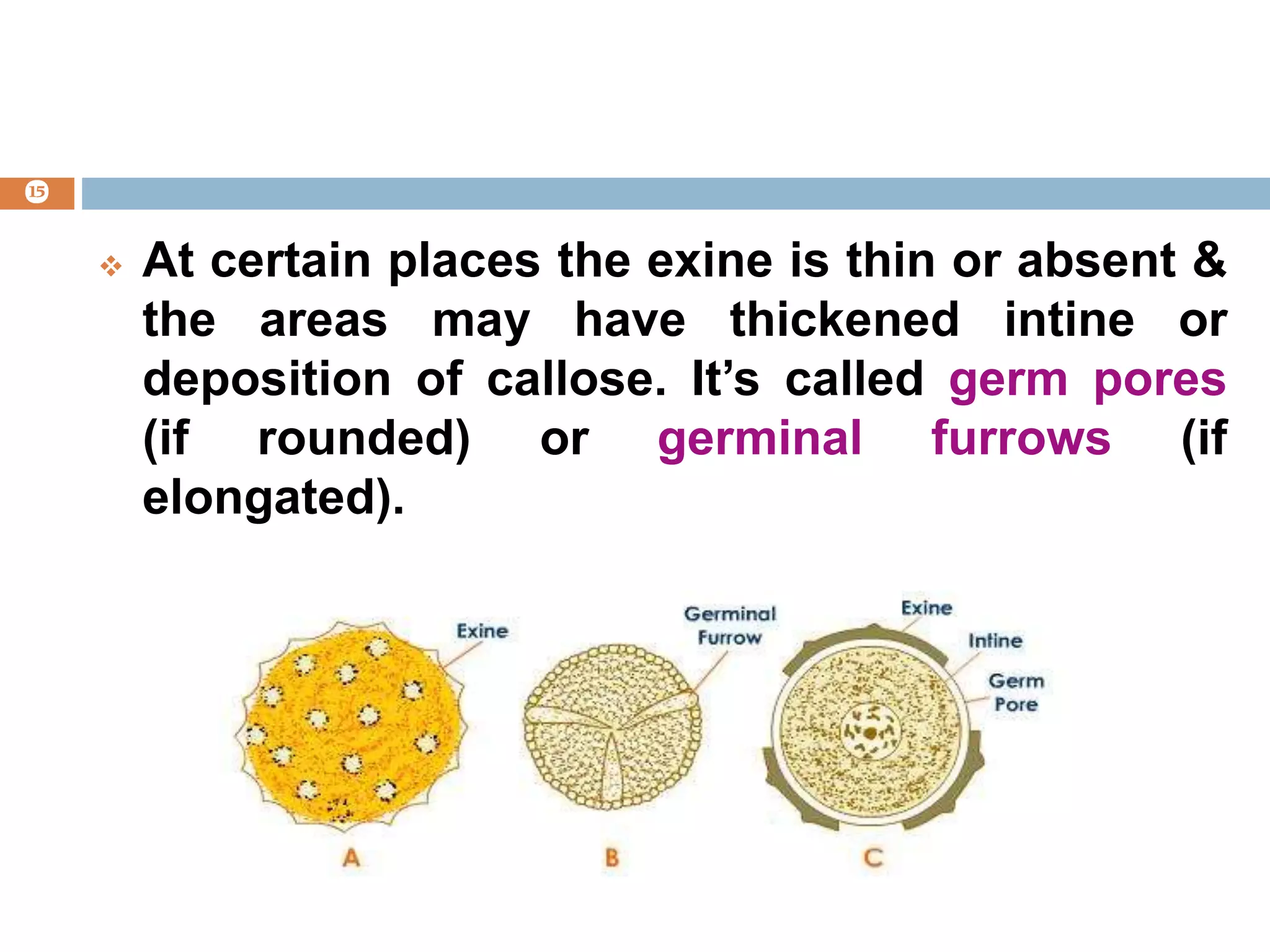 Male gametophyte morphology | PPTX