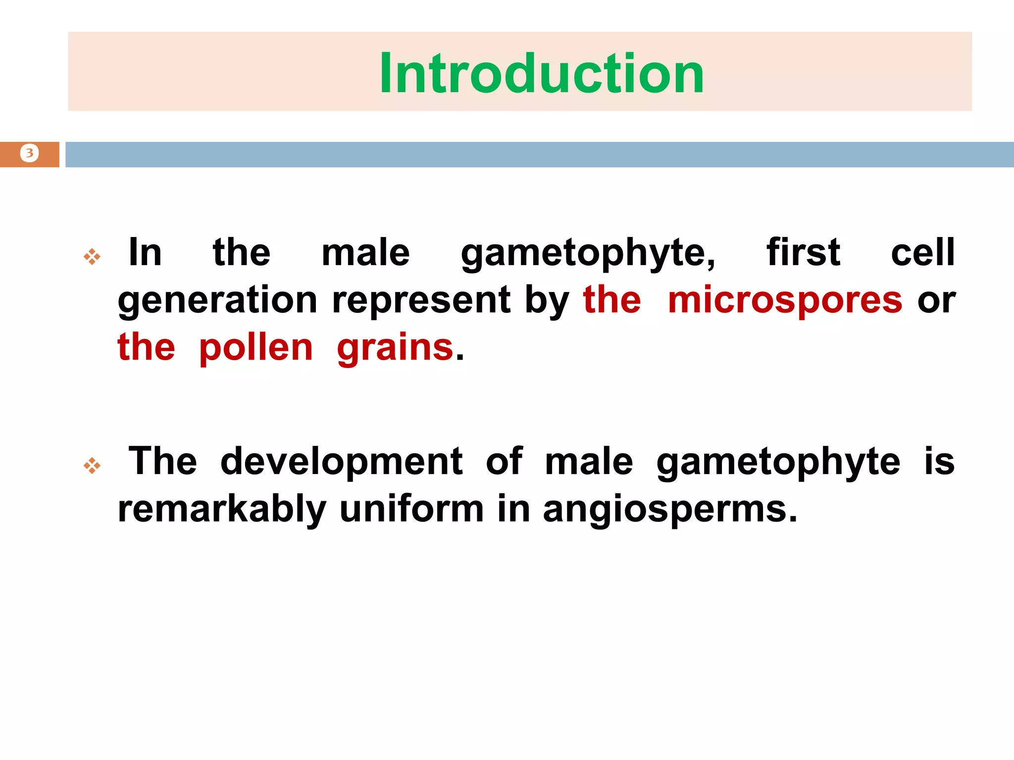 Male gametophyte morphology | PPTX