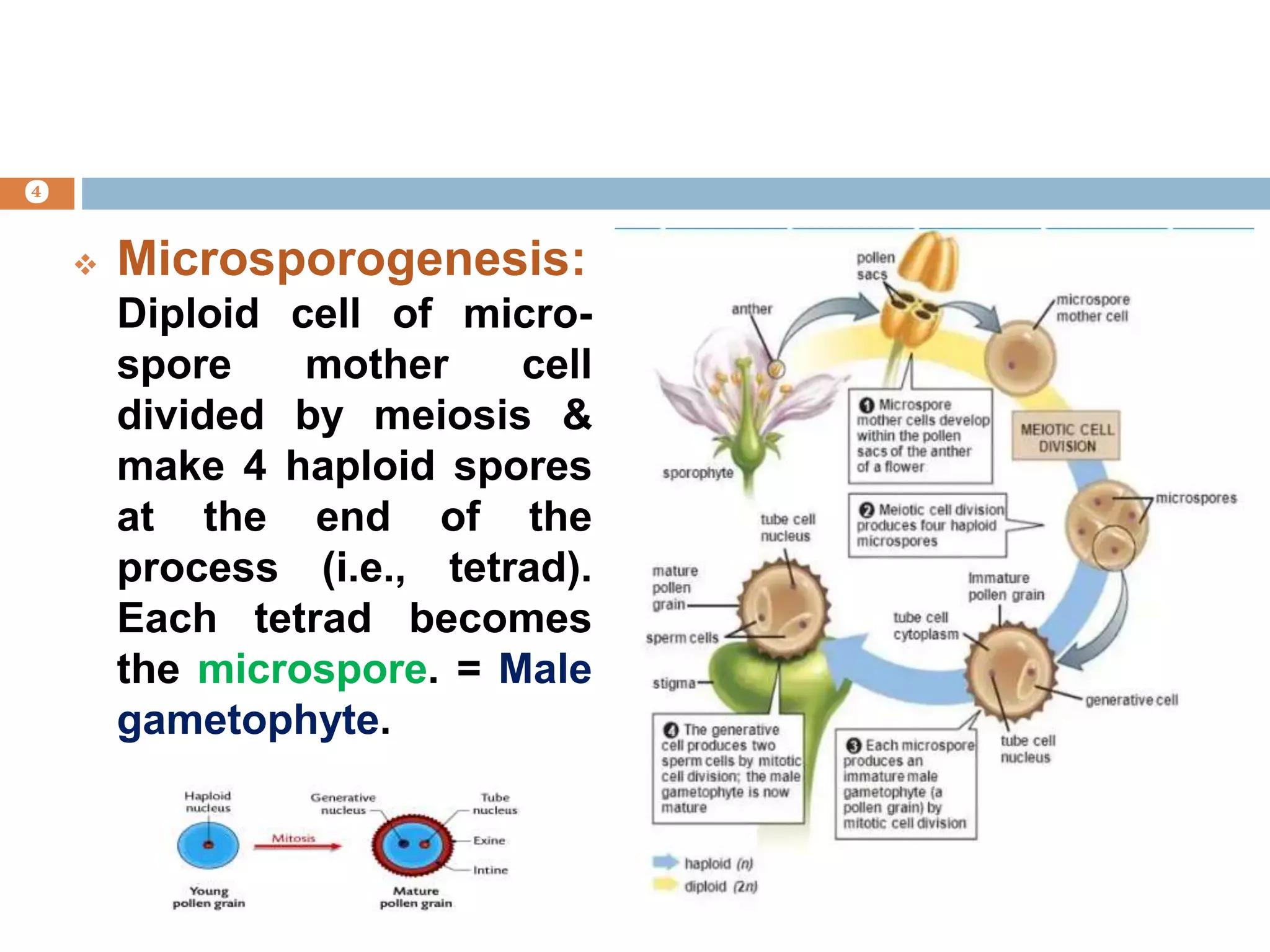 Male gametophyte morphology | PPTX