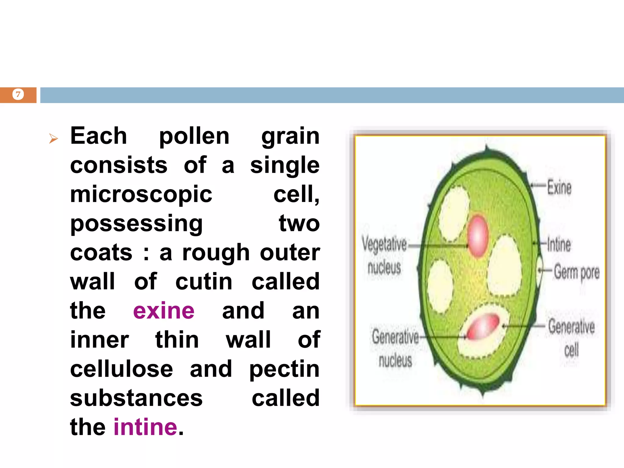 Male gametophyte morphology | PPTX