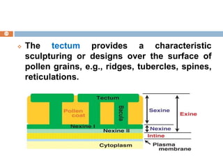 Male gametophyte morphology | PPTX