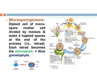 Male gametophyte morphology | PPTX