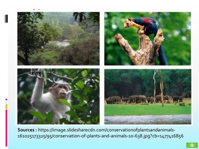 Protected areas in India : National parks & Sanctuaries | PPTX