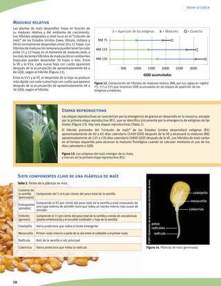 Maiz crecimiento y desarrollo | PDF