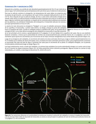 Maiz crecimiento y desarrollo | PDF