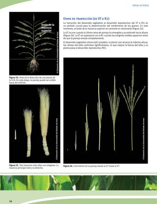 Maiz crecimiento y desarrollo | PDF