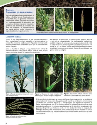 Maiz crecimiento y desarrollo | PDF