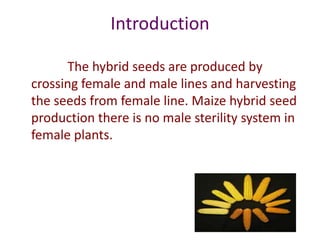 Quality seed production in maize hybrids | PPTX