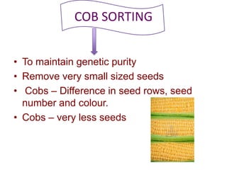 Quality seed production in maize hybrids | PPTX