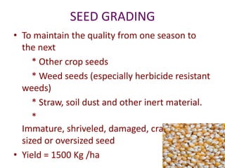 Quality seed production in maize hybrids | PPTX