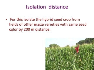 Quality seed production in maize hybrids | PPTX