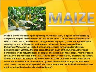 Maize | PPTX