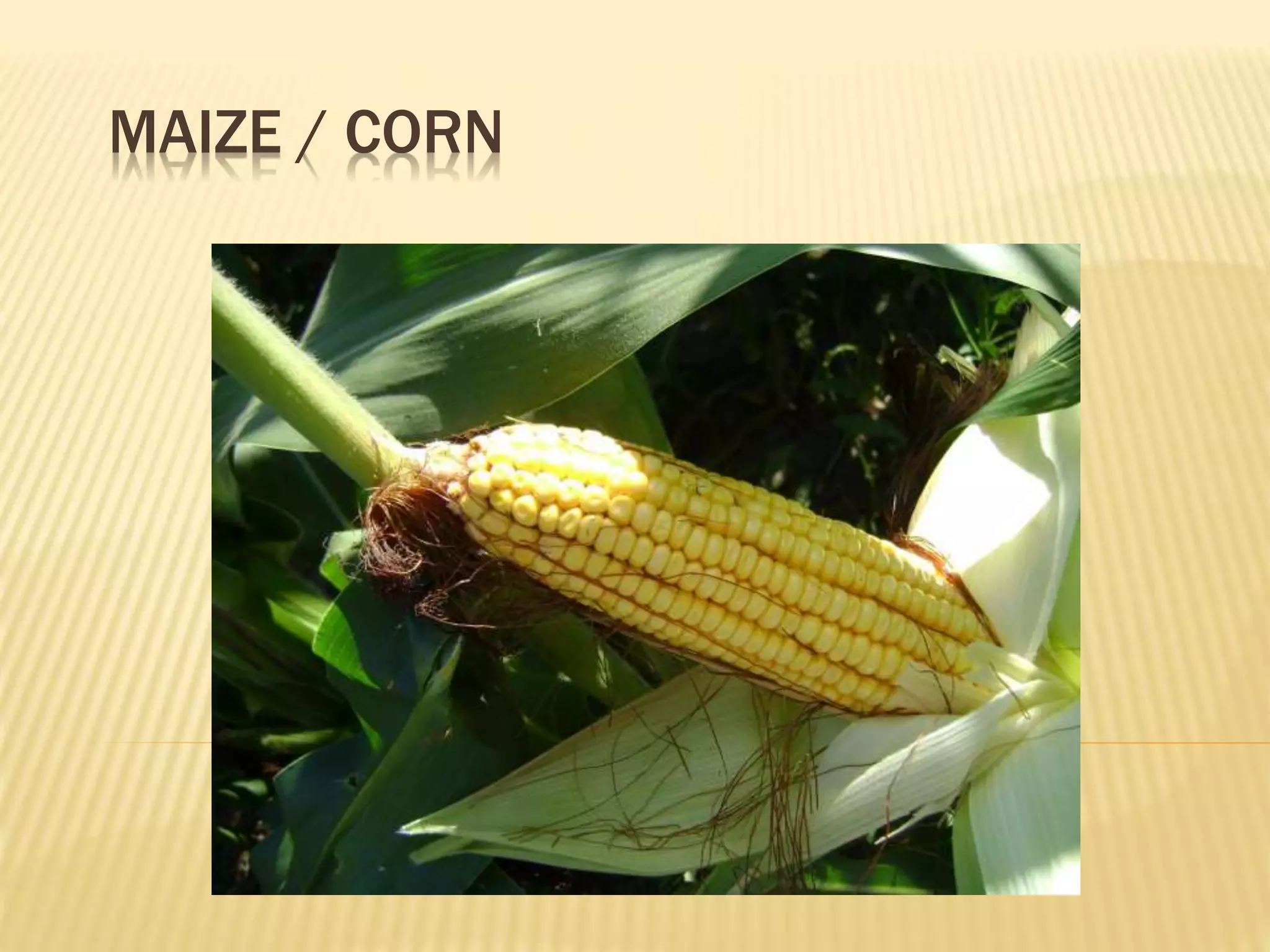 Maize | PPTX