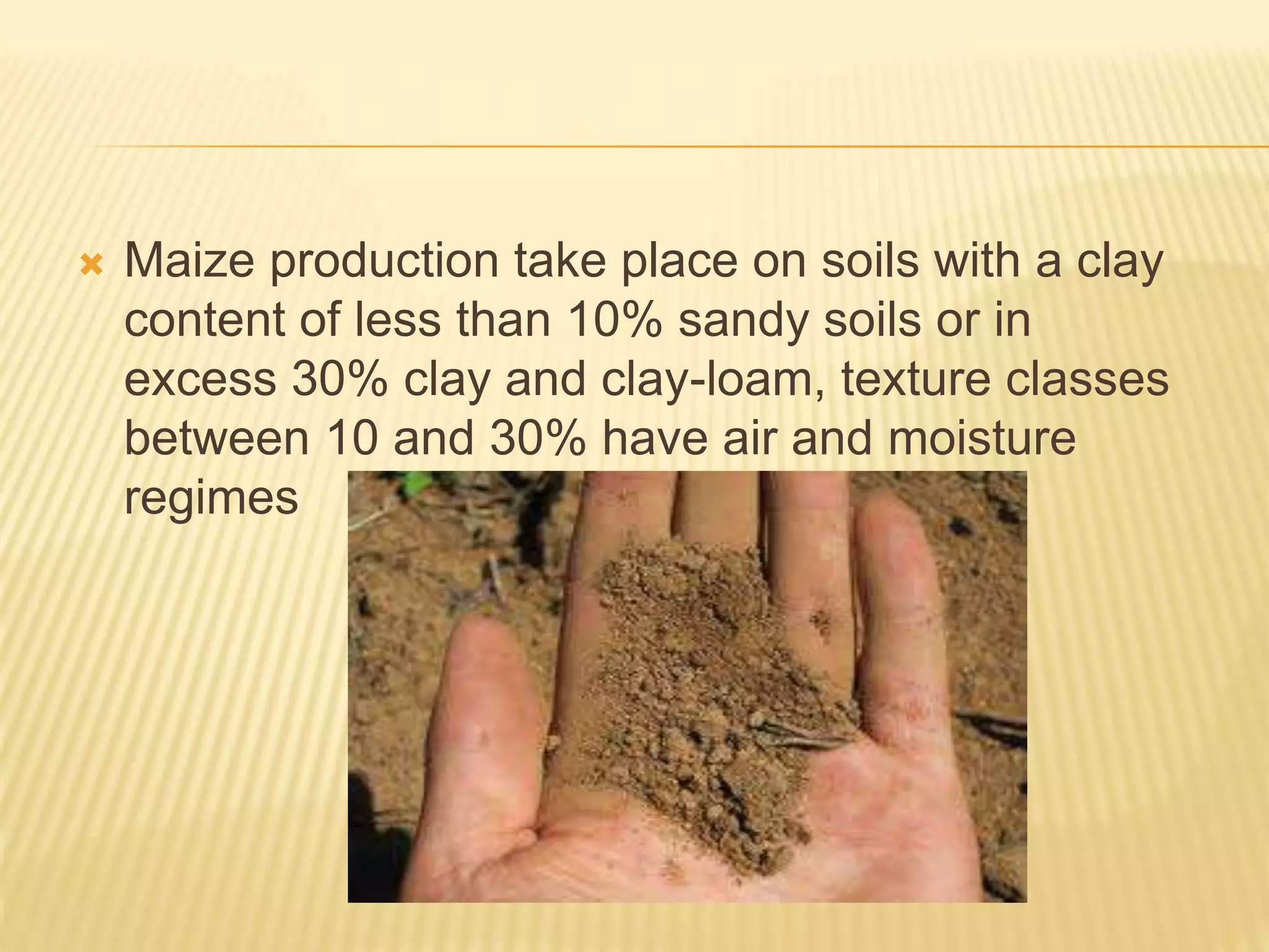 Maize | PPTX