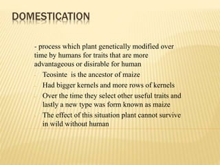 Maize | PPTX