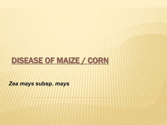 Maize | PPTX