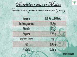 Maize | PPT