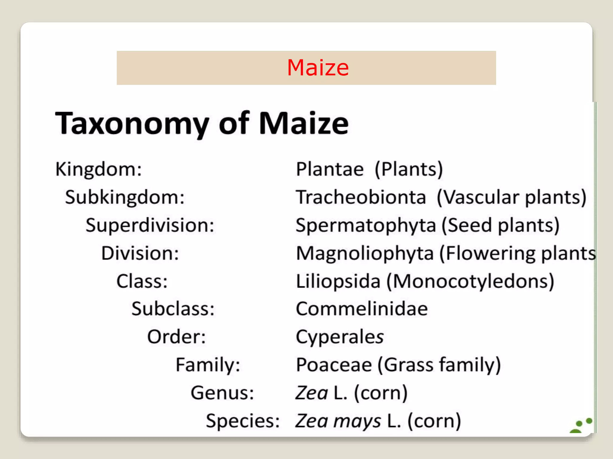 maize | PPTX
