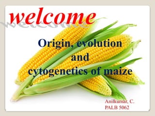 maize | PPTX