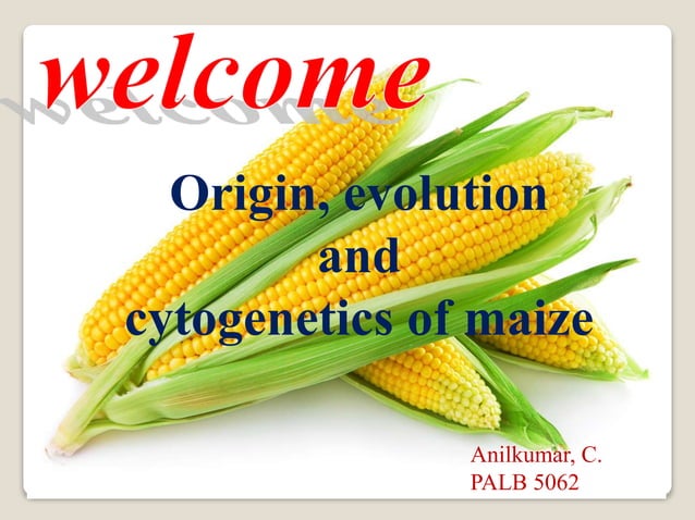 maize | PPTX | Biological Sciences | Science