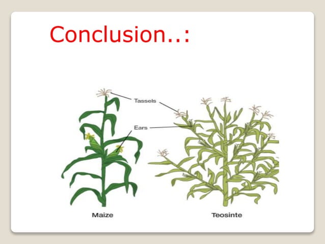 maize | PPTX | Biological Sciences | Science