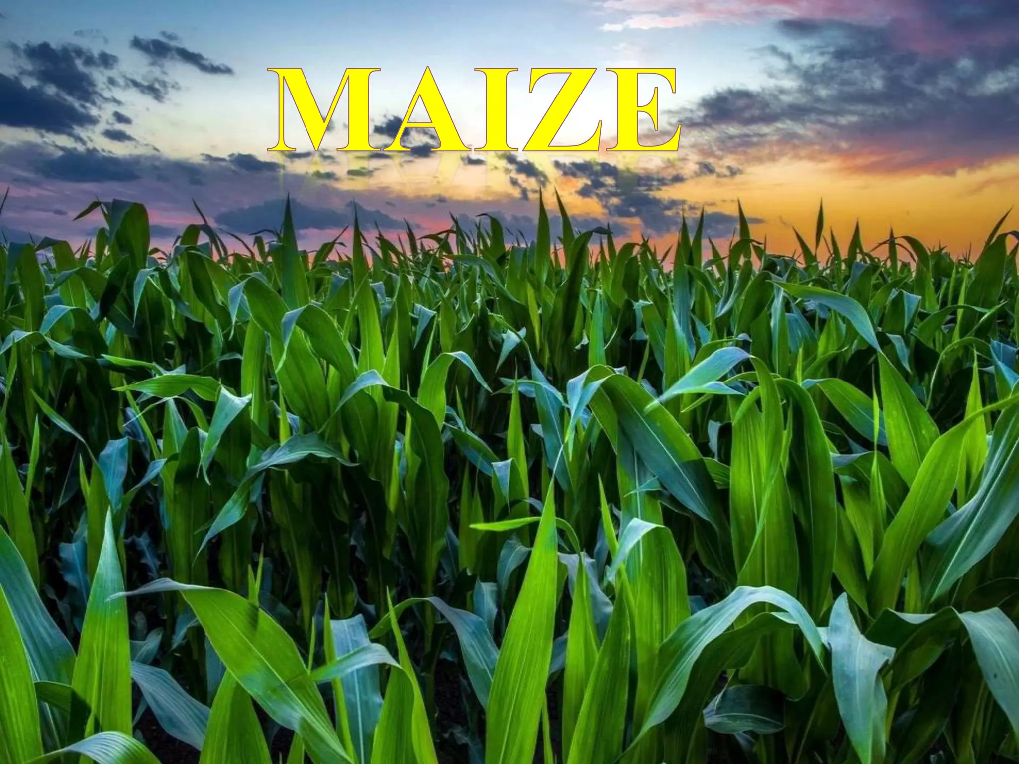 Maize Field Crop | PPTX