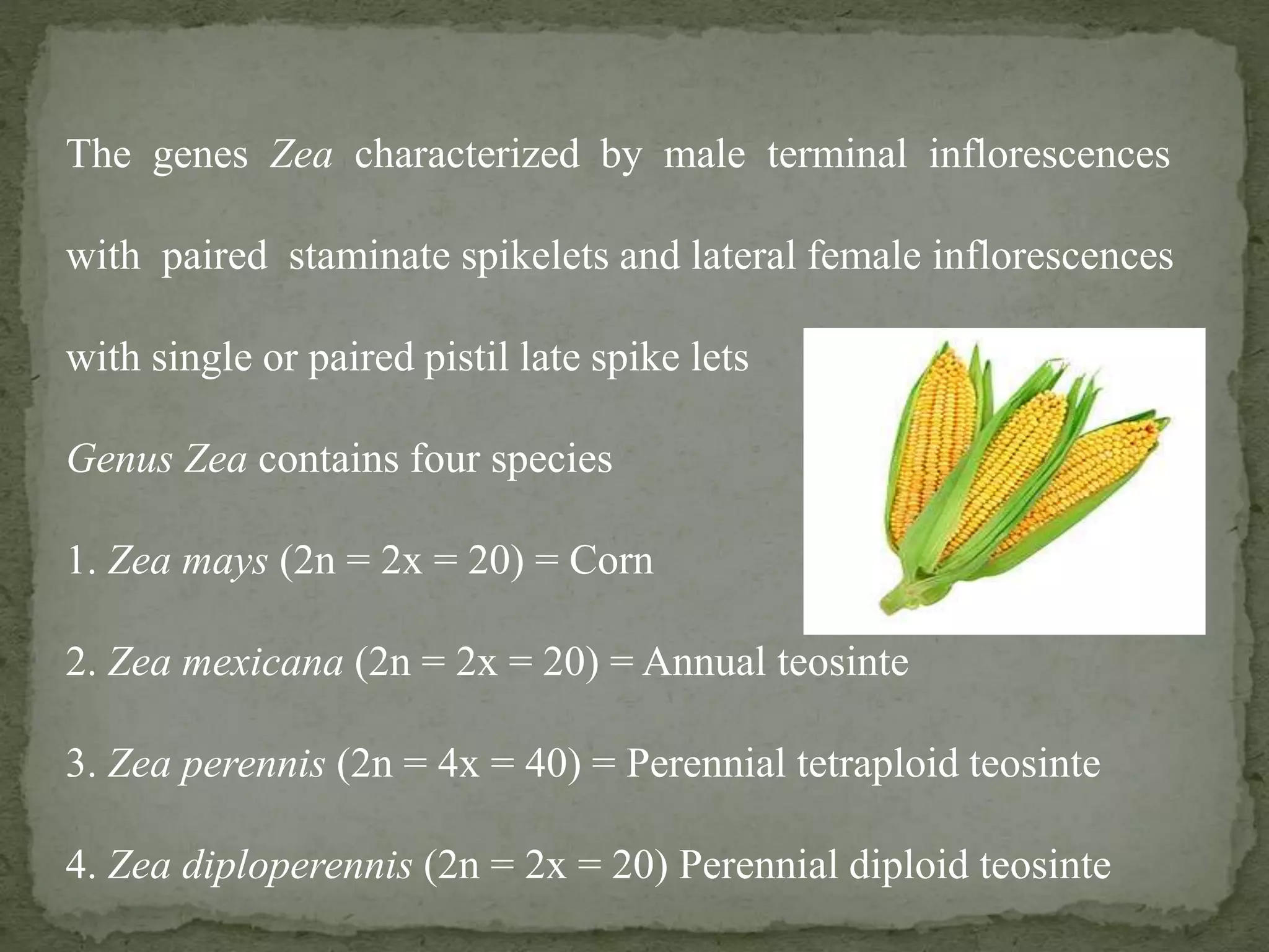Maize Field Crop | PPTX