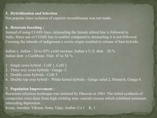 Maize Field Crop | PPTX