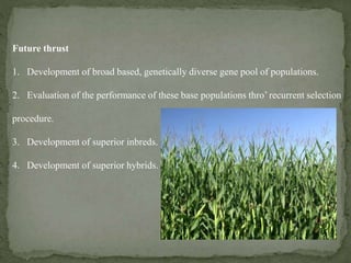 Maize Field Crop | PPTX