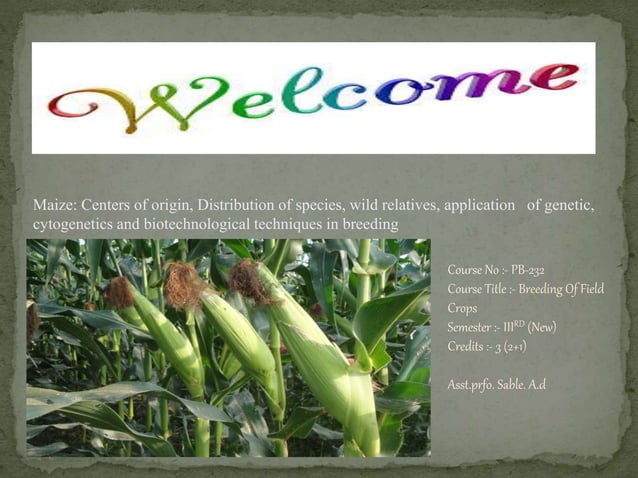 Maize Field Crop | PPTX