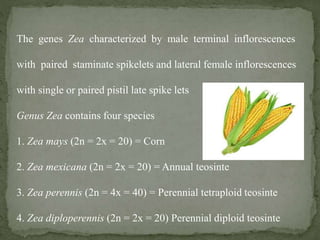 Maize Field Crop | PPTX