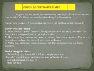 Maize Field Crop | PPTX