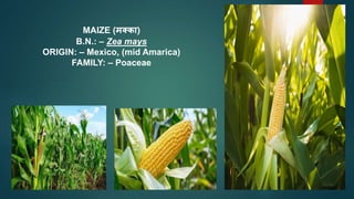 Maize cultivation |मक्का की खेती | PPTX