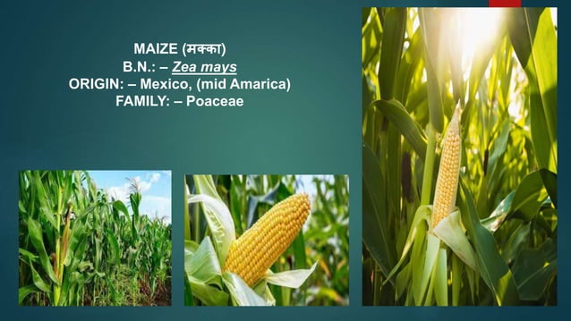 Maize cultivation |मक्का की खेती | PPTX