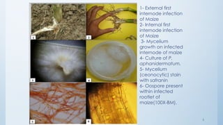 Diseases of Maize(Pythium stalk rot, Fusarium stalk rot,Bacterial stalk rot, charcoal rot.pptx