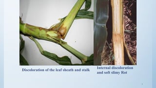 Diseases of Maize(Pythium stalk rot, Fusarium stalk rot,Bacterial stalk ...
